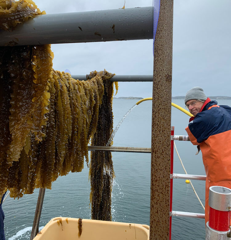 Seaweed: Discovering the Ocean's Green Treasure - Invest in Halland